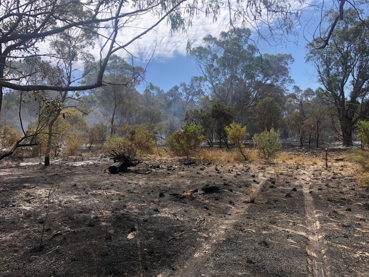 Wembley Golf Course re-opens Tuart Course in wake of scrub fire